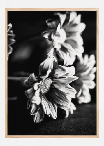 Buy Black and White Flowers Poster here - BGASTORE.UK