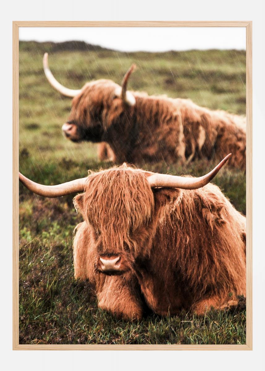 Buy Highland Cattle Poster here - BGASTORE.UK